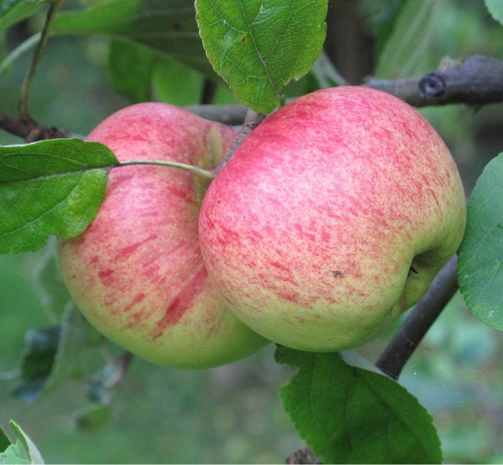 NEWTON WONDER - Wolvercote Tree Group